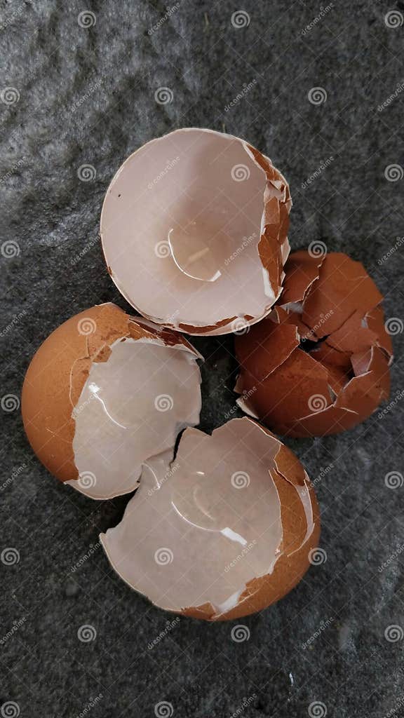 Chicken Egg Shell stock image. Image of shell, damage - 345286063
