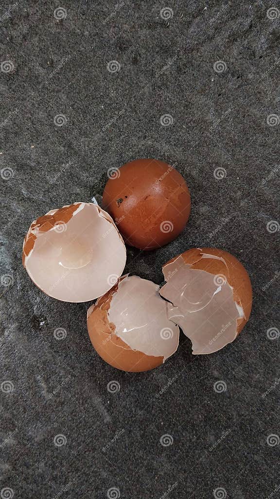 Chicken Egg Shell stock image. Image of layer, functions - 345287067