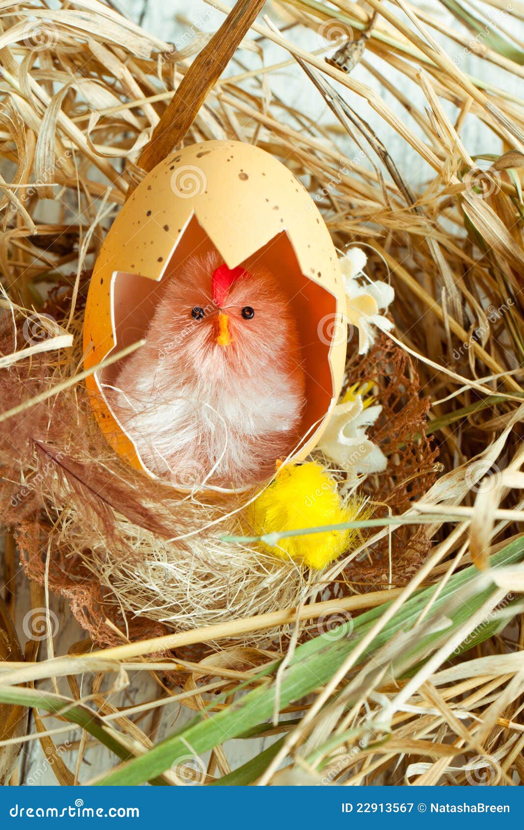 Chicken with Eggshell in Nest Stock Image - Image of grow, cracked ...