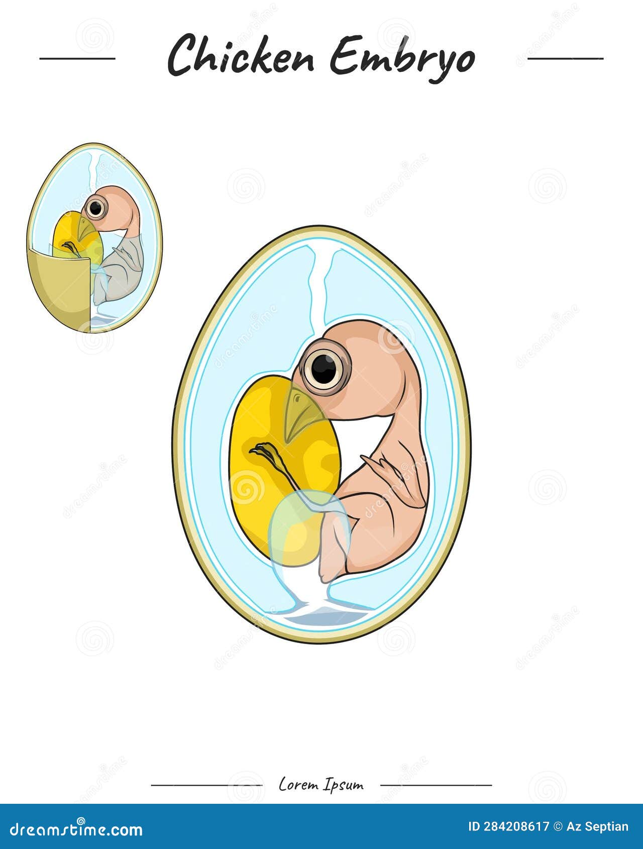 Chicken Embryo Anatomy Structure Of Bird Egg Cartoon Vector