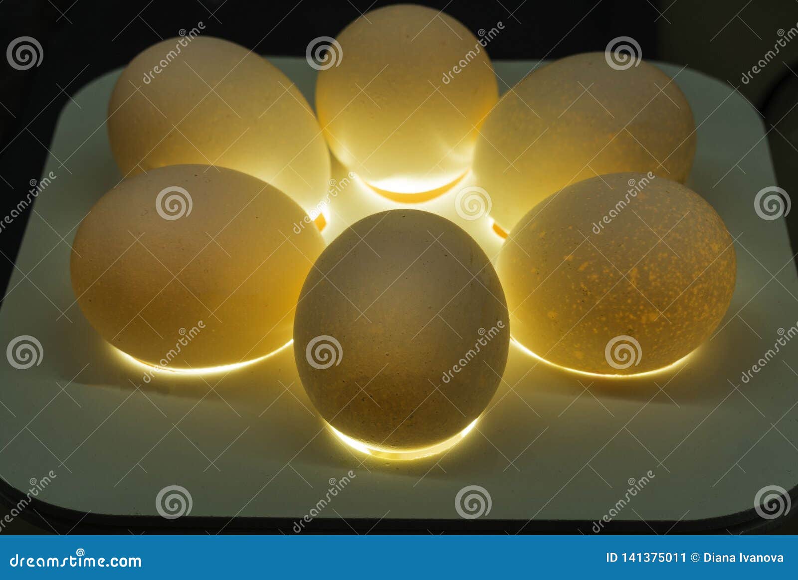 Chicken Embryo Development Study , Quality Control Inspecting Contorl ...