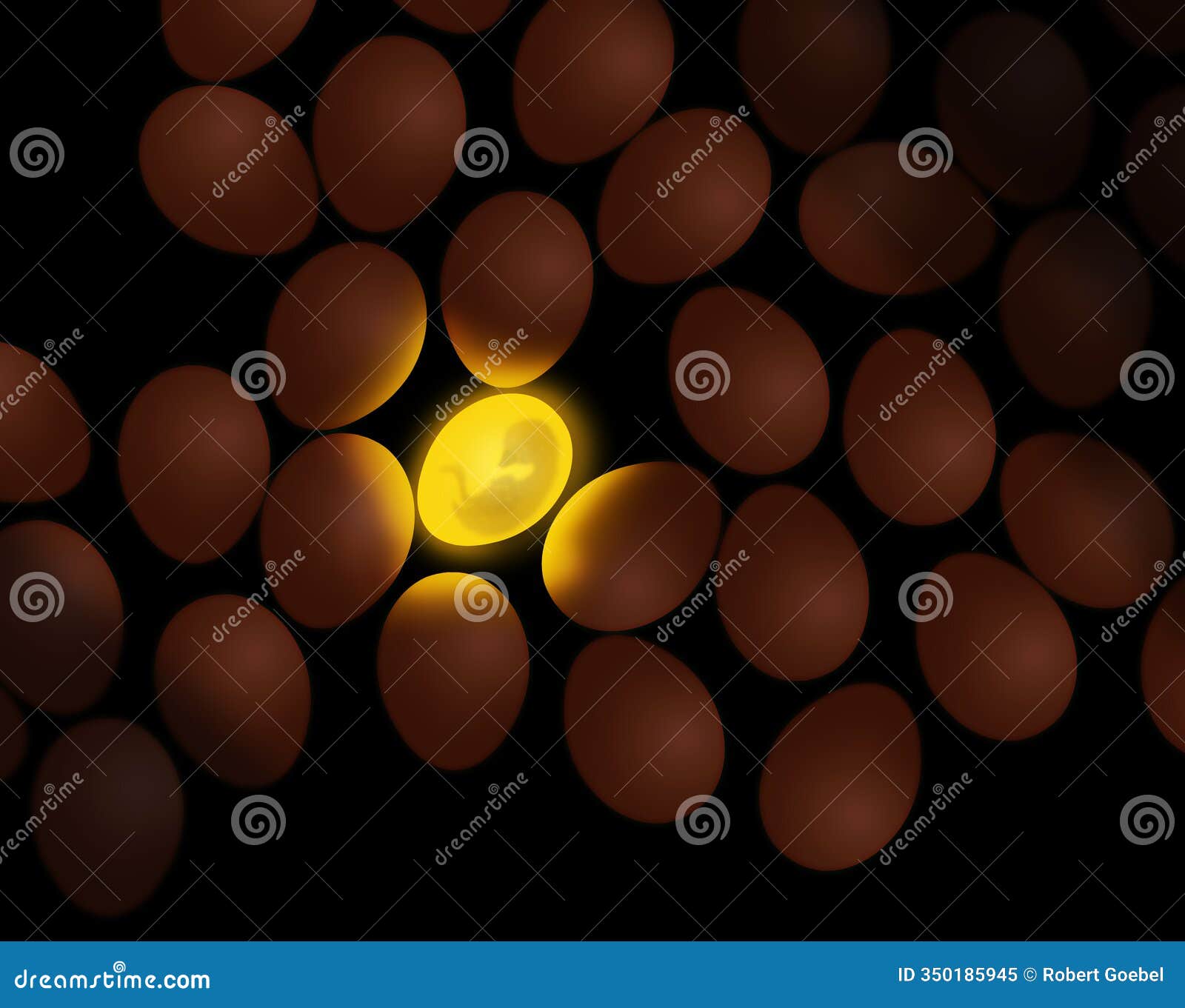 Chicken Embryo. Egg. Stock Photography | CartoonDealer.com #78907676