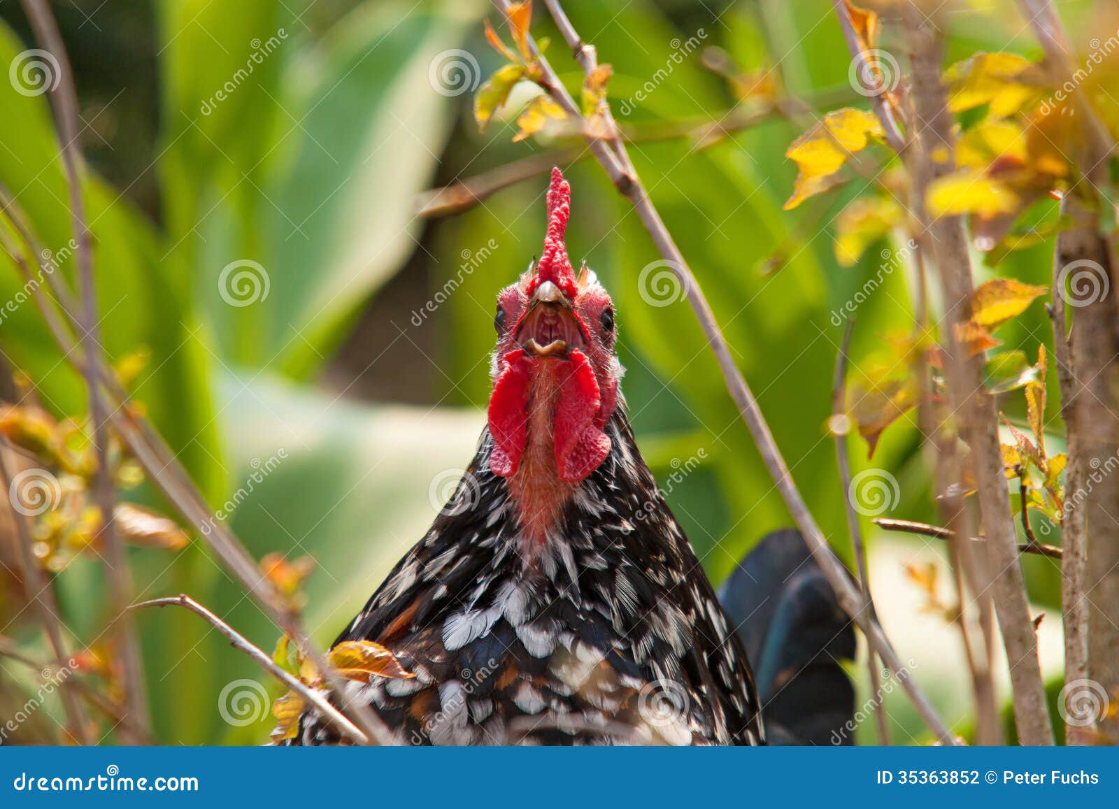 Chicken stock photo. Image of chicken, beak, wildfowl - 35363852