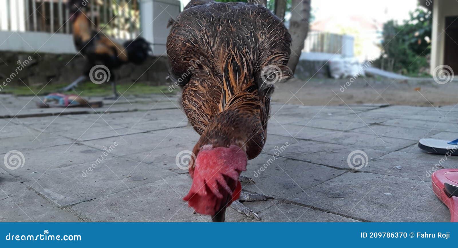 Chicken Expression Looking for Food Stock Photo - Image of duck, ducks ...