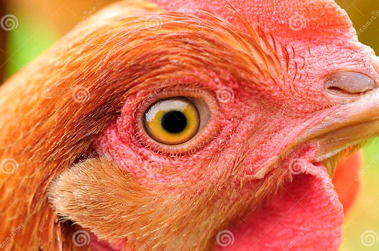 Chicken Eye Close-Up stock photo. Image of alive, chicken - 26741358