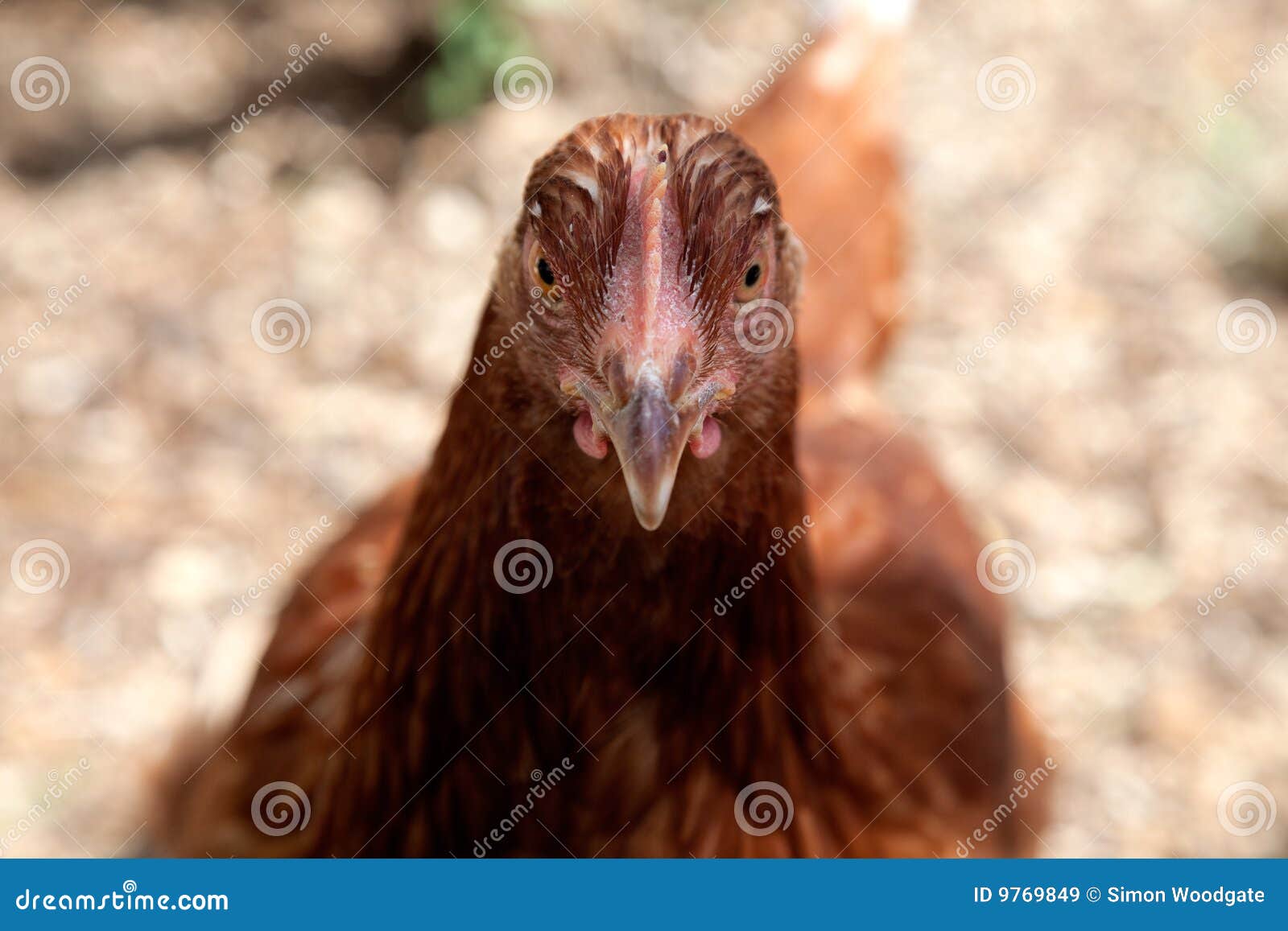 Chicken face on stock image. Image of beak, poultry, look - 9769849