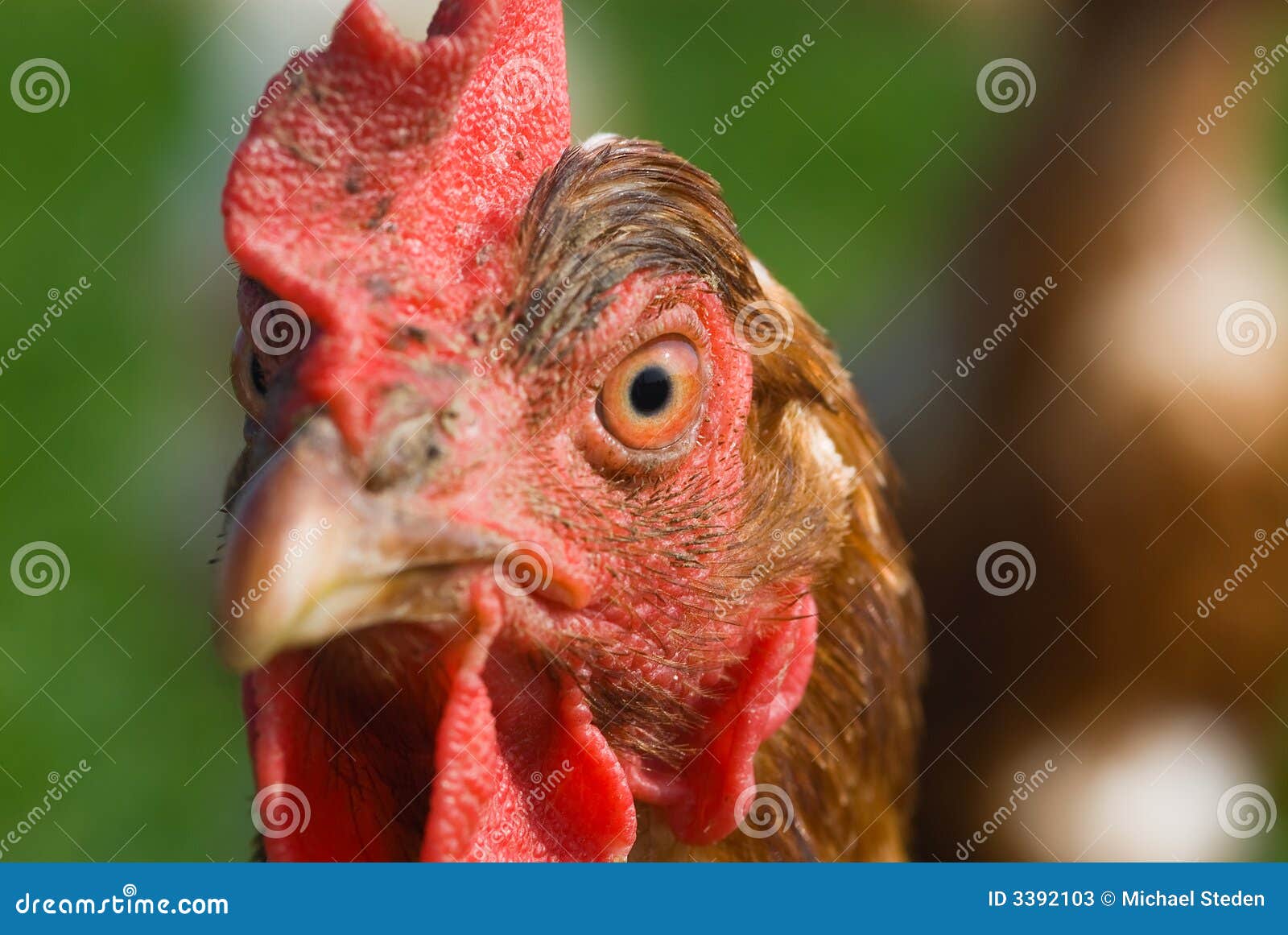Chicken face close-up stock image. Image of rural, bird - 3392103