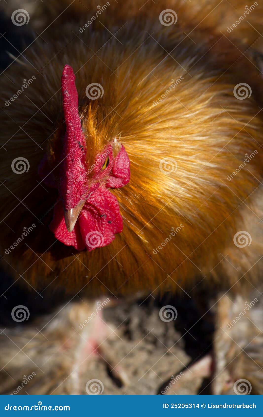 Chicken facing the camera stock photo. Image of beautiful - 25205314