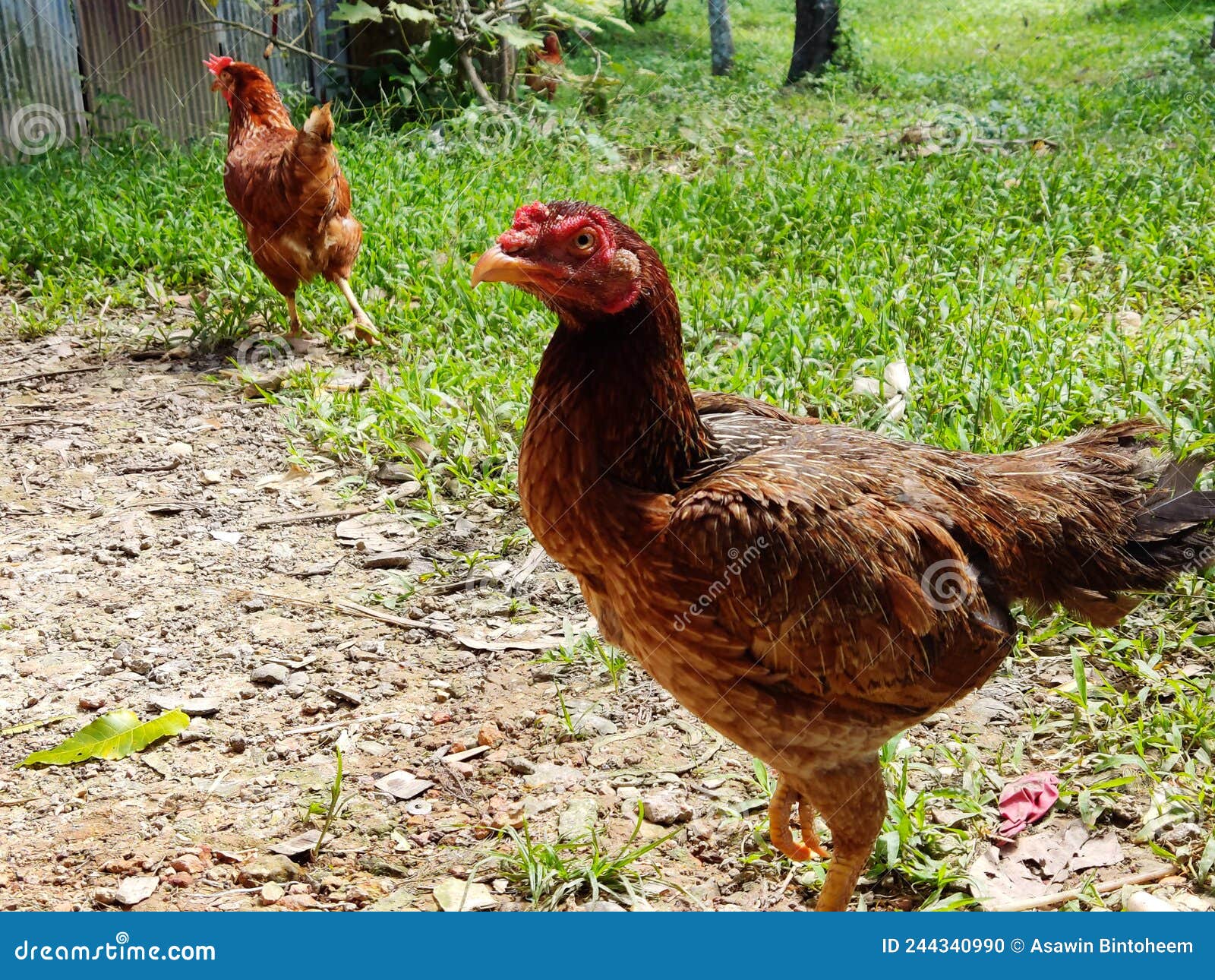 Chicken facing stock photo. Image of beak, bird, prairie - 244340990