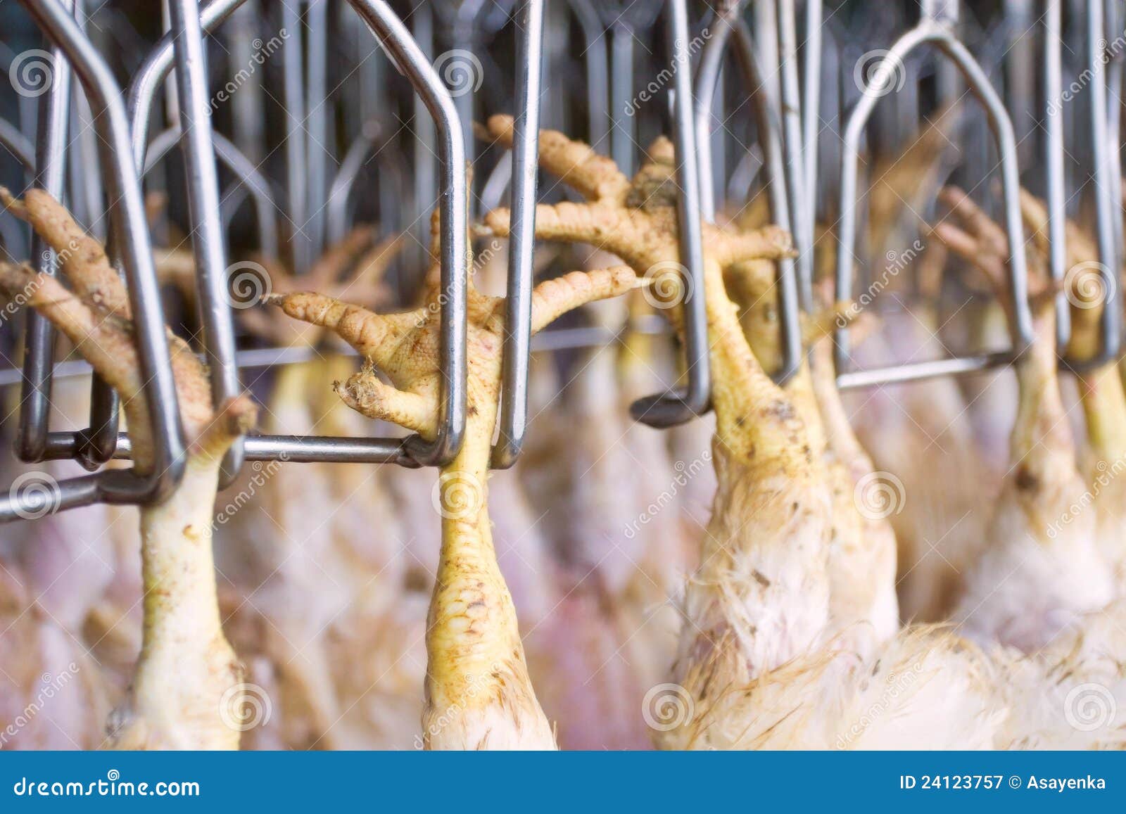The chicken factory stock image. Image of dead, industry - 24123757