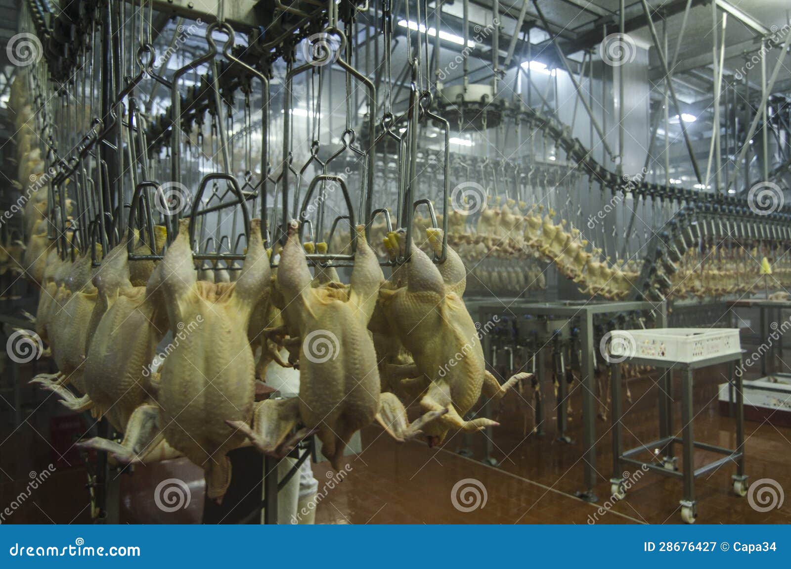 Chicken factory stock image. Image of eating, animal - 28676427
