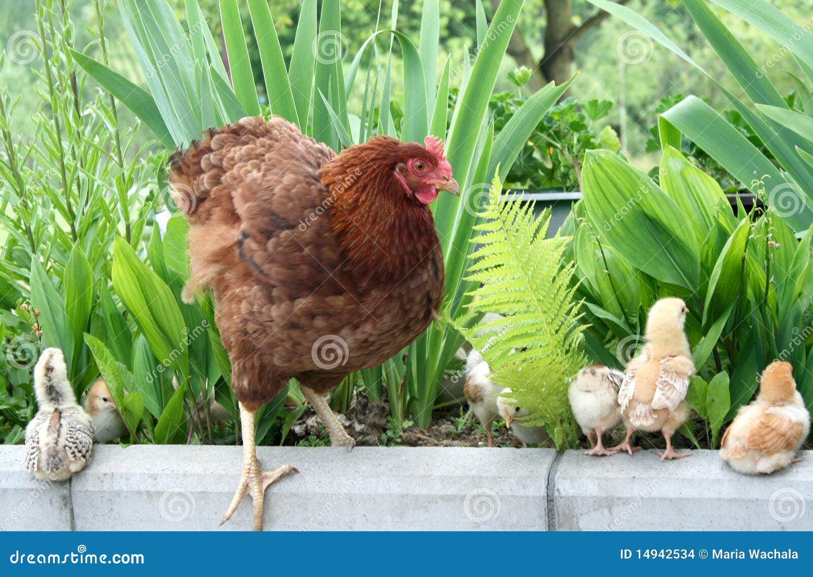 Chicken family on stock photo. Image of lawn, flying - 14942534