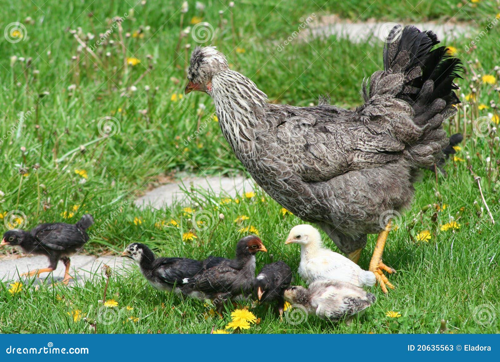 Chicken family stock image. Image of family, roaster - 20635563