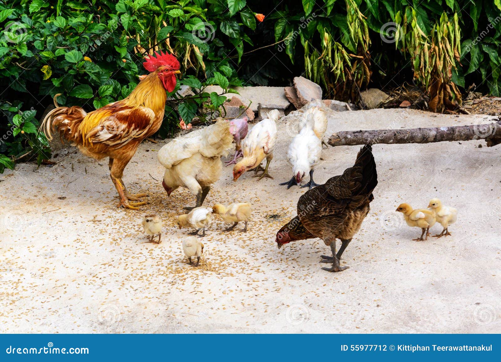 Chicken Family Eating Paddy Stock Photo - Image of food, rooster: 55977712