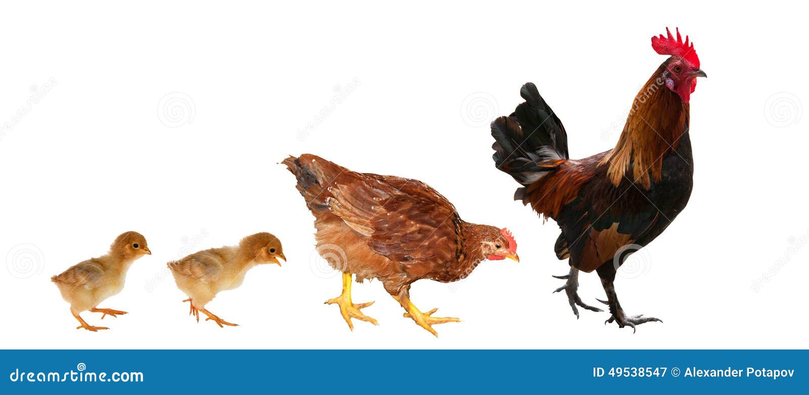 Chicken Family Isolated on White Stock Image - Image of feather, family ...