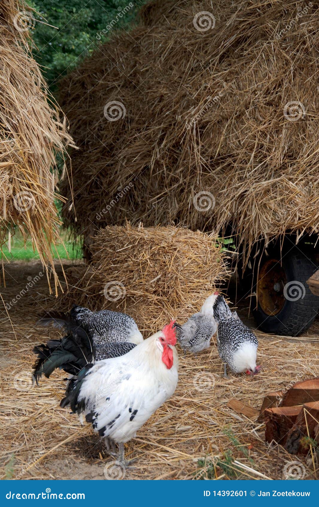 Chicken on a farm stock image. Image of poultry, animal - 14392601