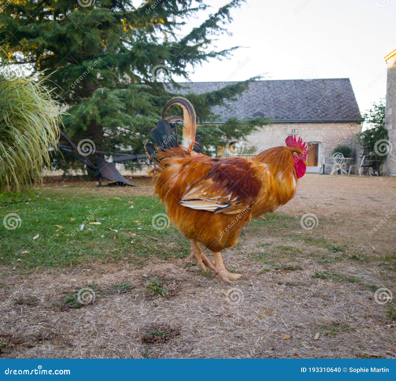 Chicken at farm stock photo. Image of rooster, parrot - 193310640