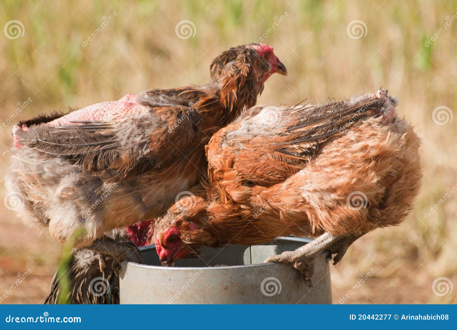 Chicken Farm stock image. Image of feathers, farm, animal - 20442277