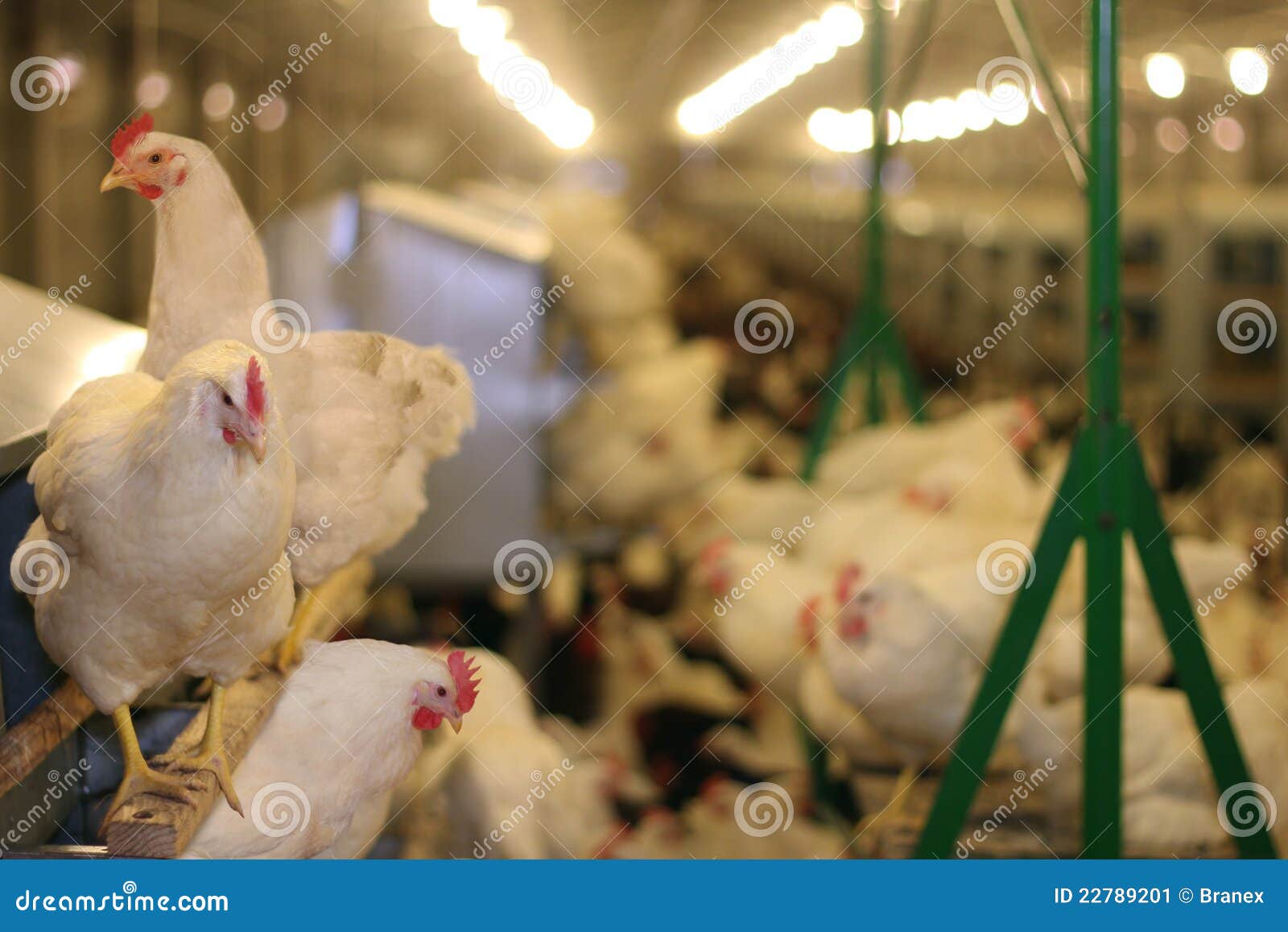 Chicken Farm stock image. Image of chick, business, feather - 22789201