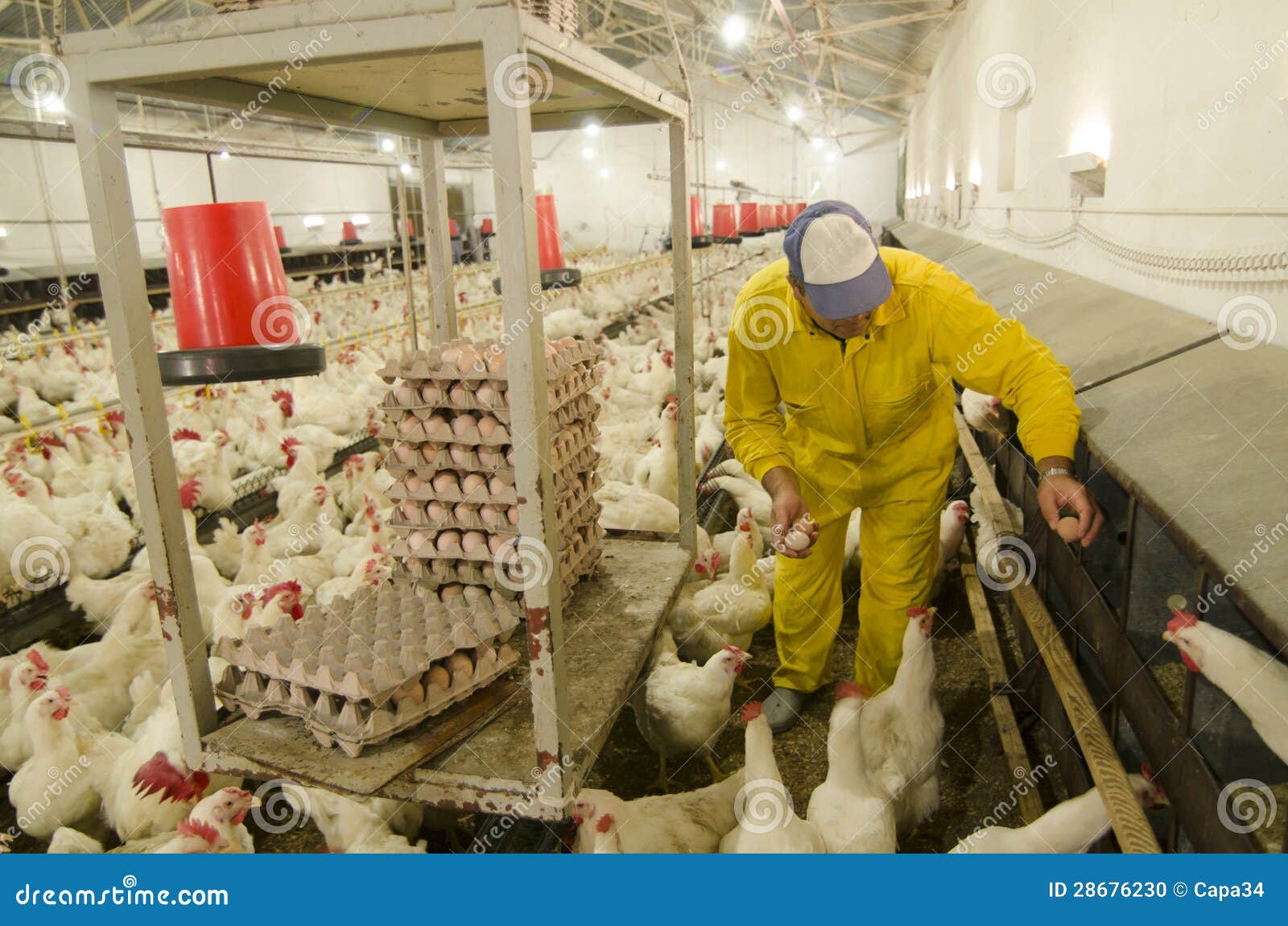 Chicken farm editorial image. Image of farmhouse, scene - 28676230