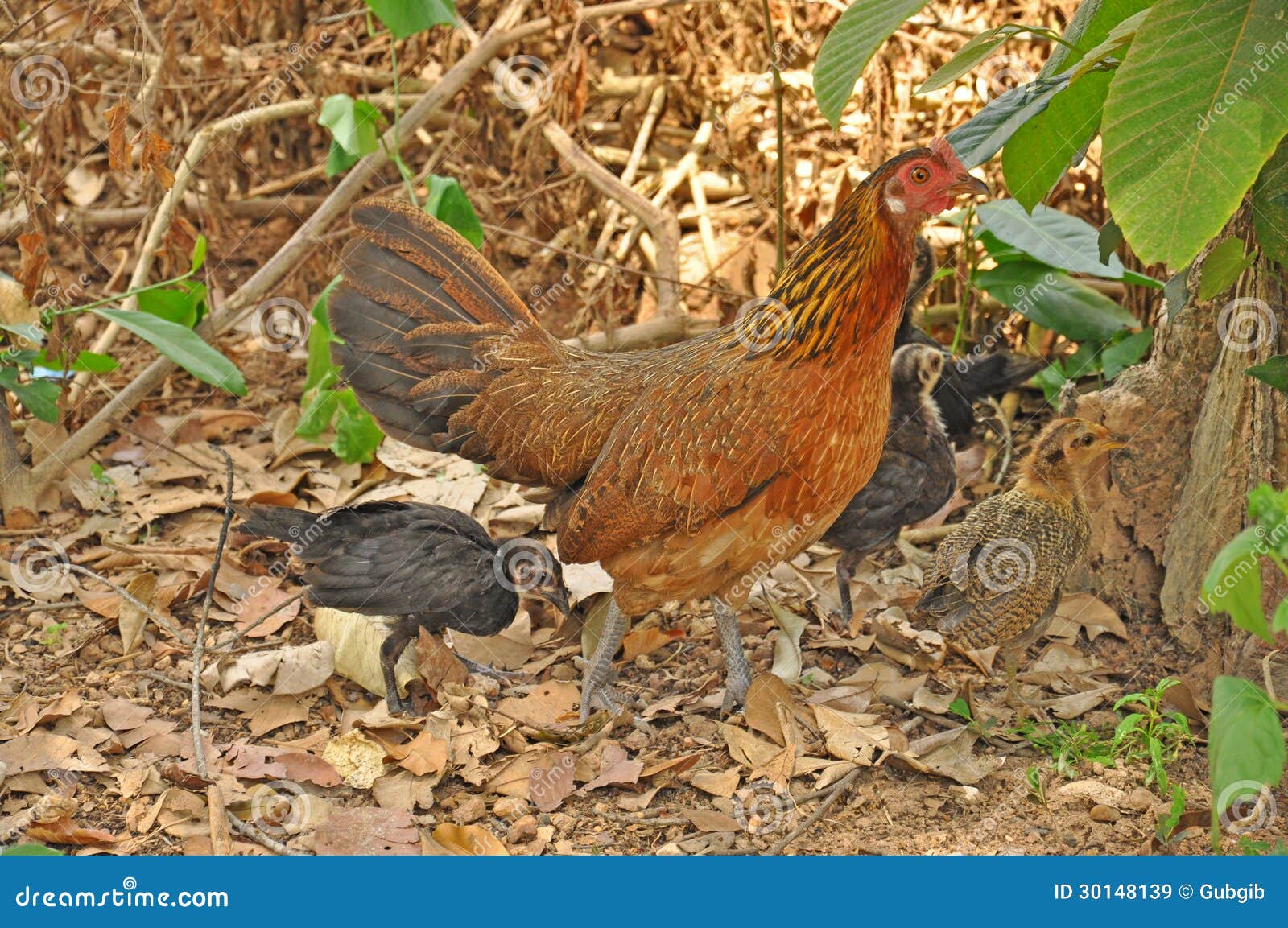 Chicken family stock image. Image of closeup, farm, macro - 30148139