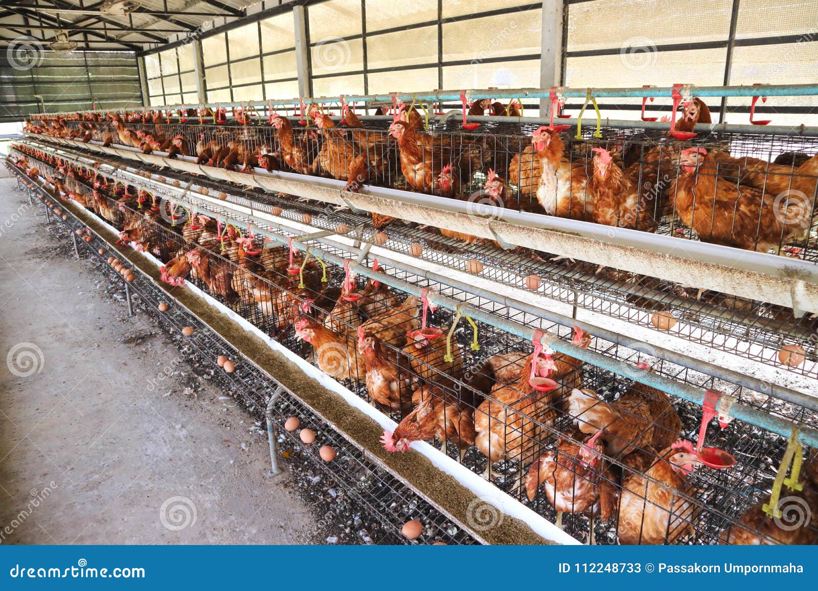 Chicken farm stock image. Image of barbecue, cage, factory - 112248733