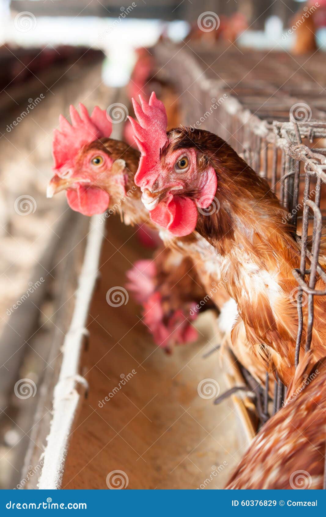 Chicken farm stock image. Image of livestock, animal - 60376829