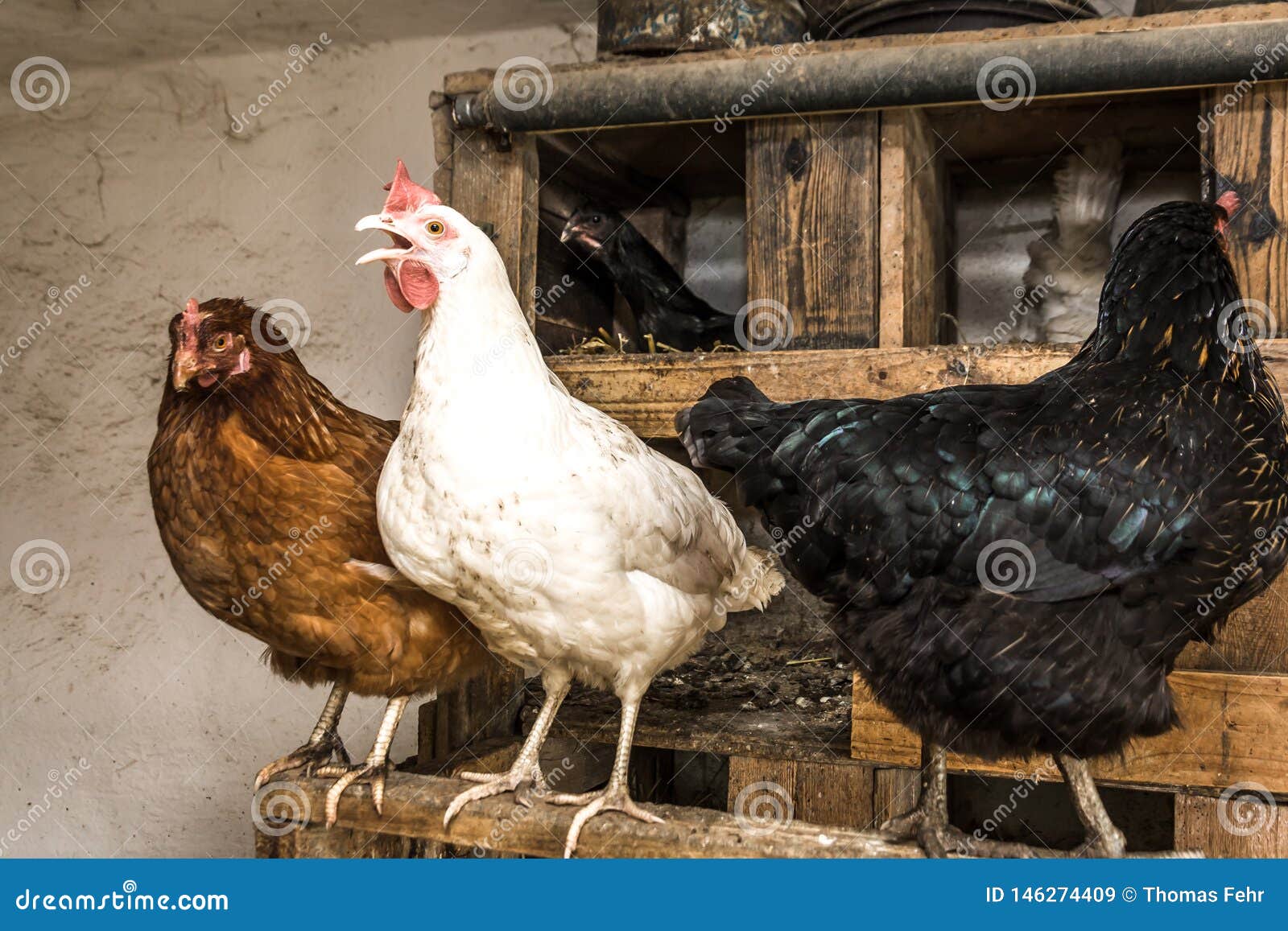Chicken in a farm stock image. Image of countryside - 146274409