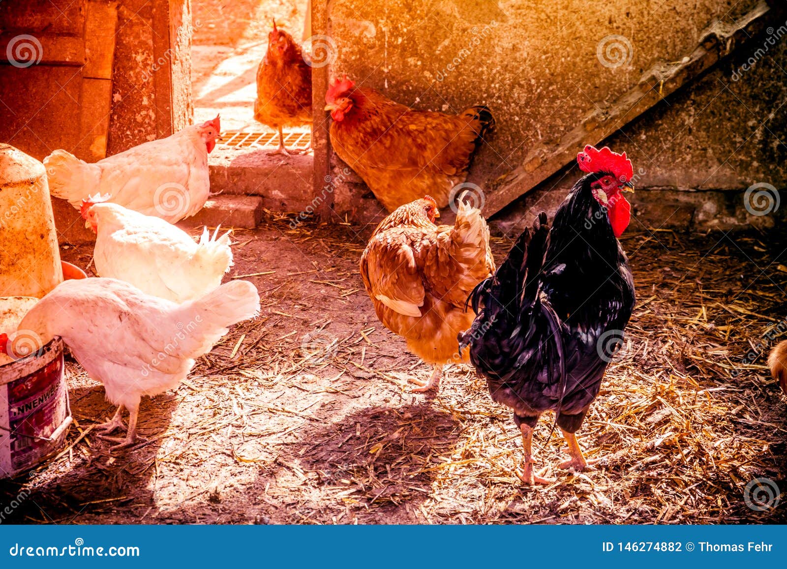 Chicken in a farm stock photo. Image of fowl, organic - 146274882