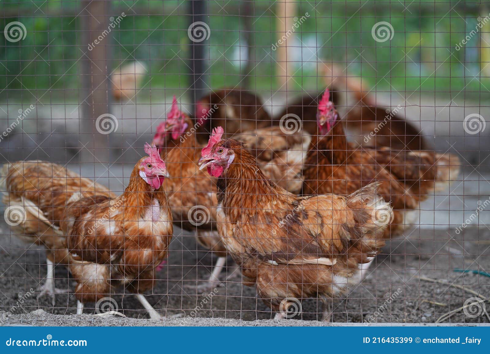 Chicken Farm. Common Chicken Farm in Thailand Stock Image - Image of ...