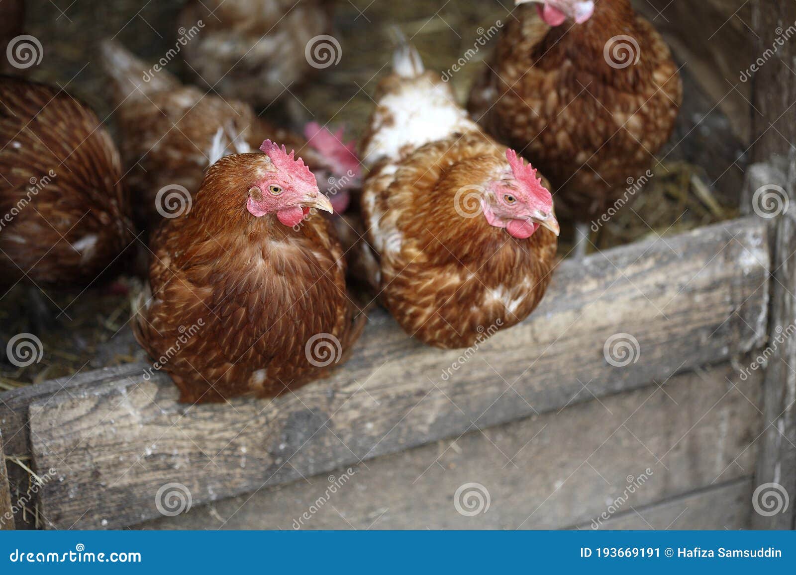 Chicken Farm. Conceptual Image Shot Stock Image - Image of outdoor ...