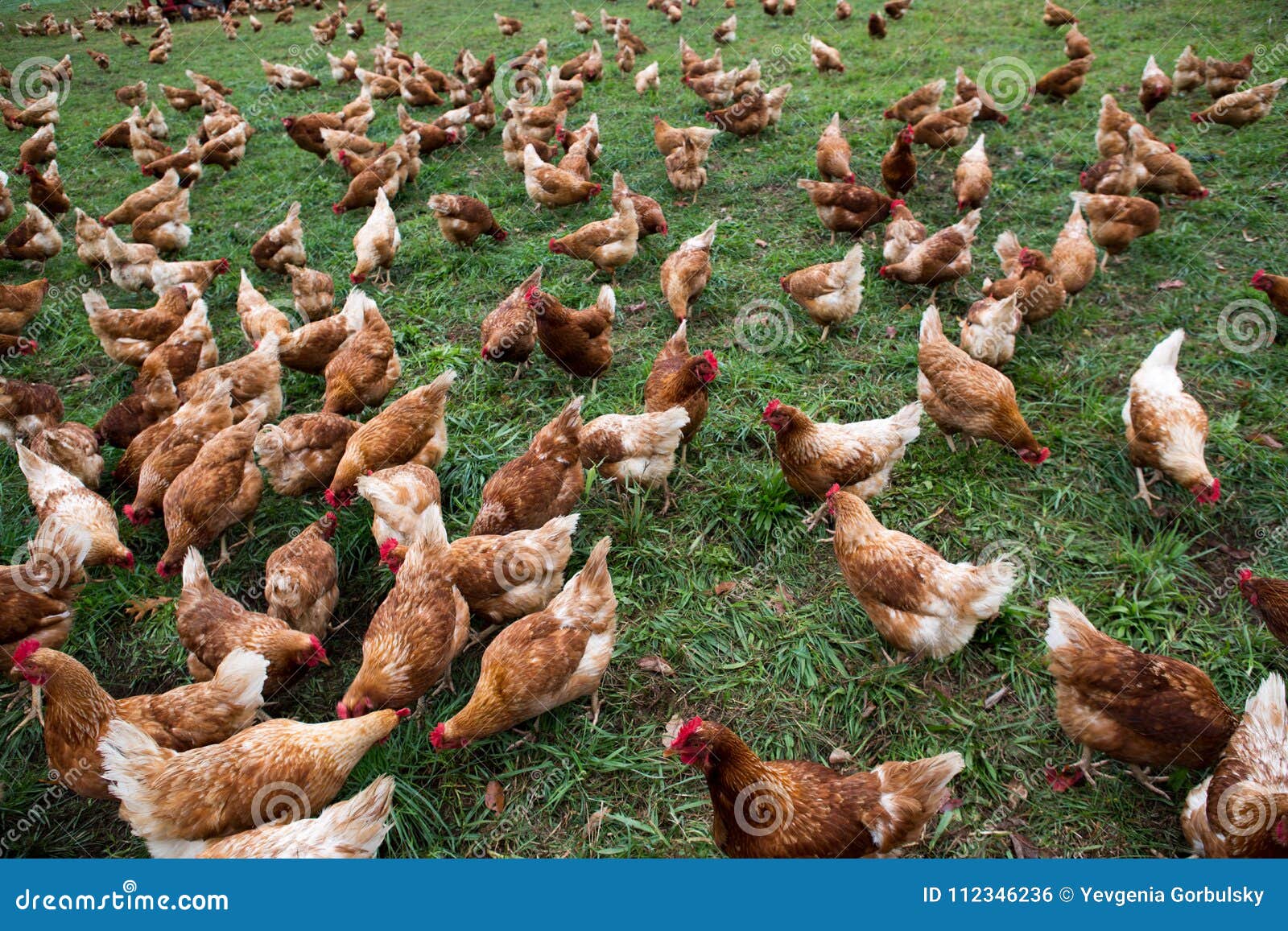 Chicken in a farm stock photo. Image of grass, organic - 112346236