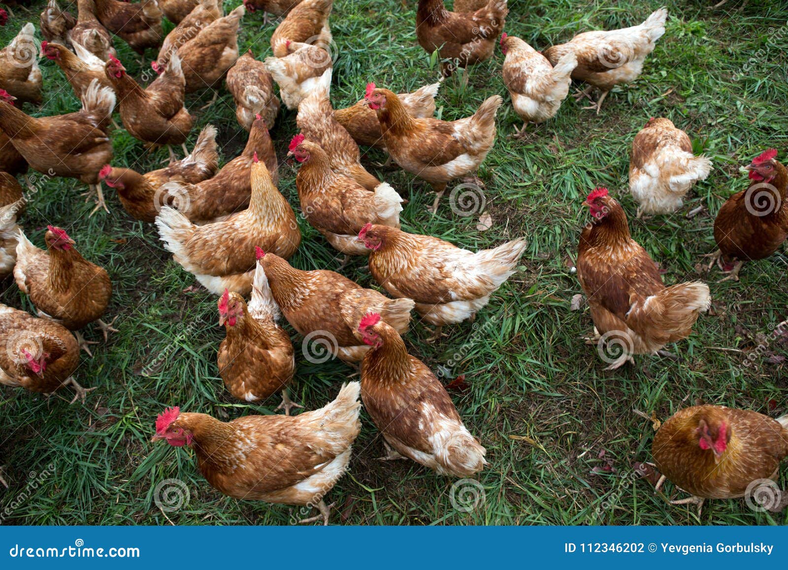 Chicken in a farm stock photo. Image of farm, nature - 112346202