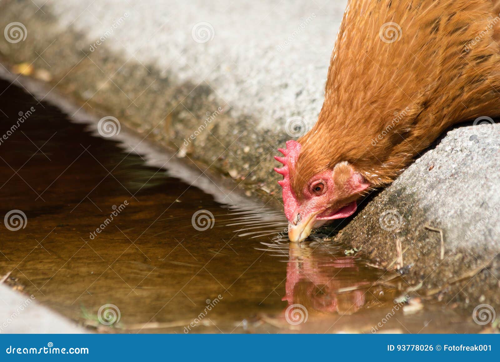 Chicken farm drinking stock photo. Image of animal, drinking - 93778026