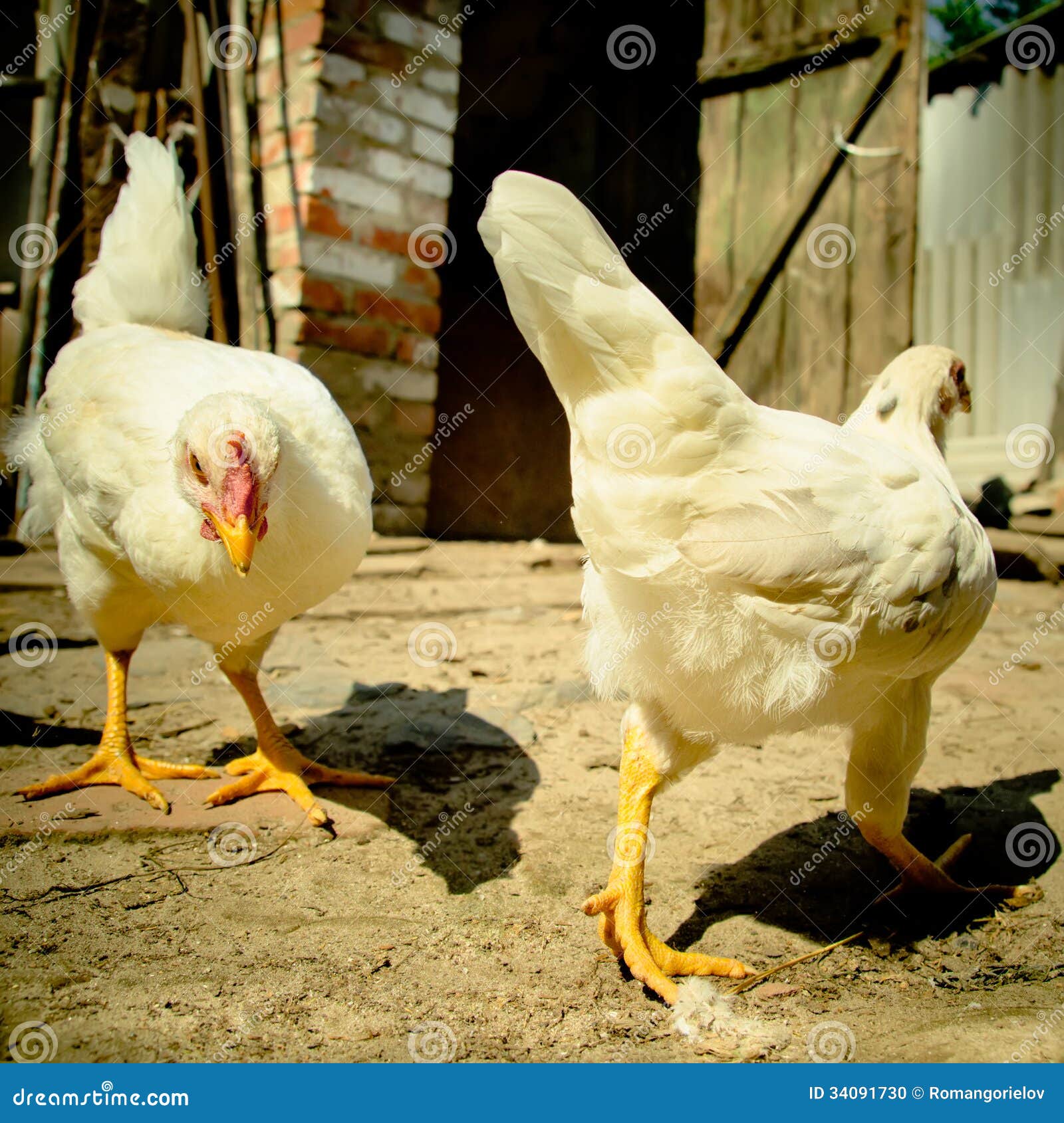 Chicken on a farm stock photo. Image of pecking, crest - 34091730