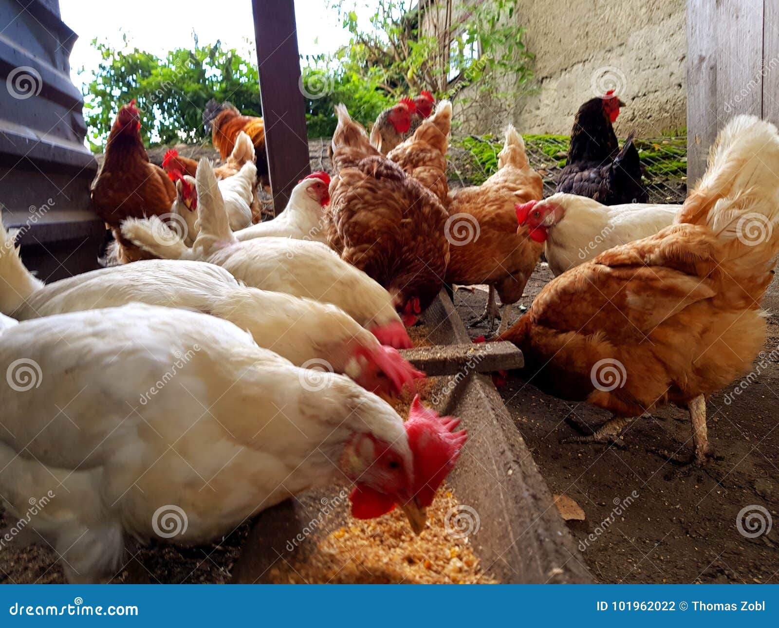 Chicken farm stock photo. Image of golf, chicken, trees - 101962022