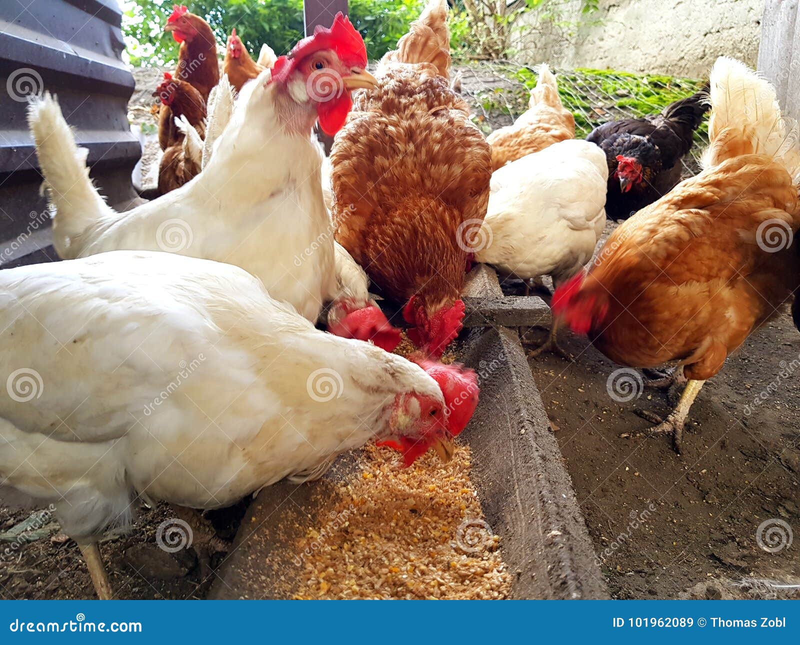 Chicken farm stock image. Image of raised, playing, finish - 101962089