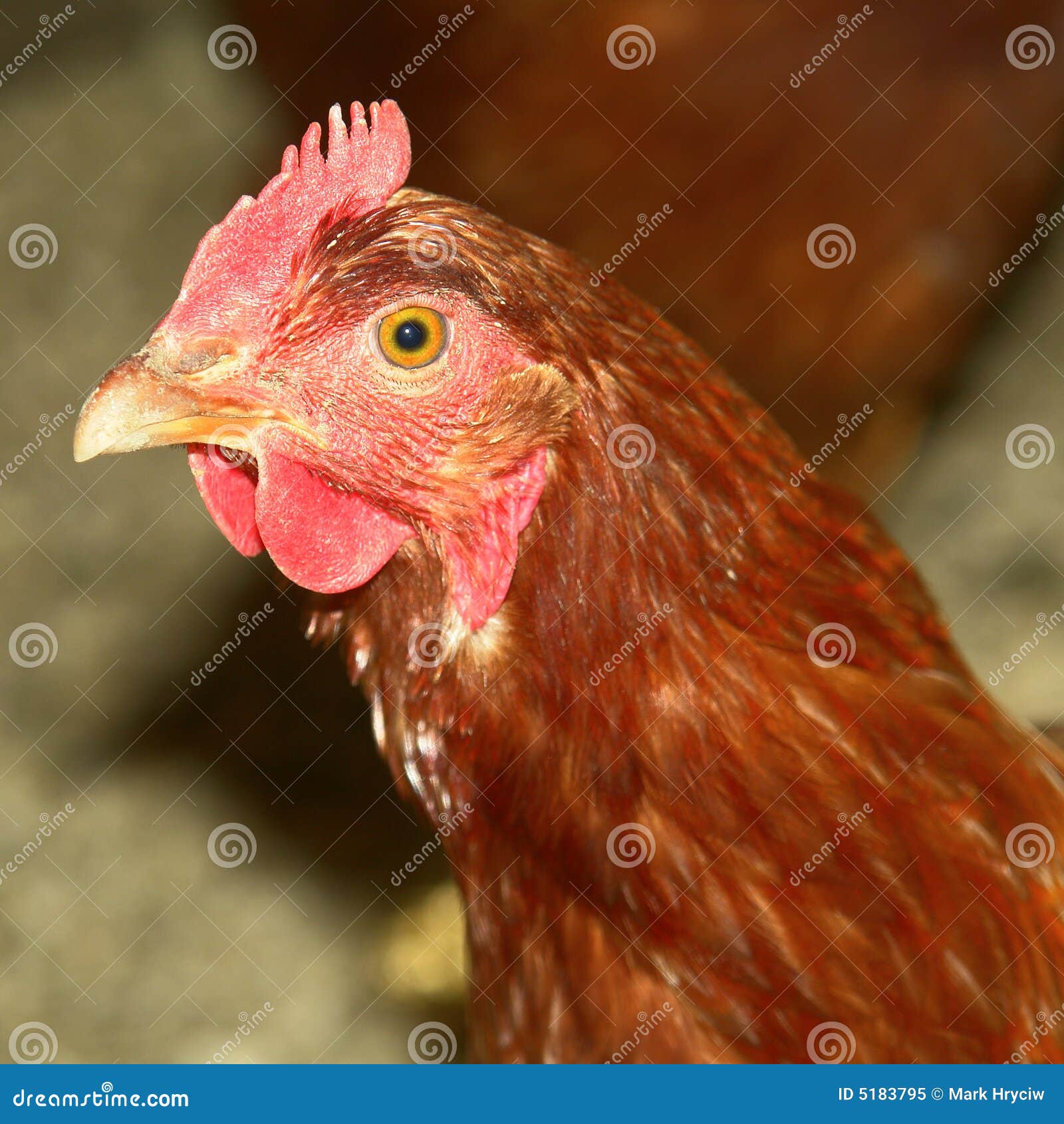 Chicken Farm Hen Bird stock image. Image of bird, beak - 5183795