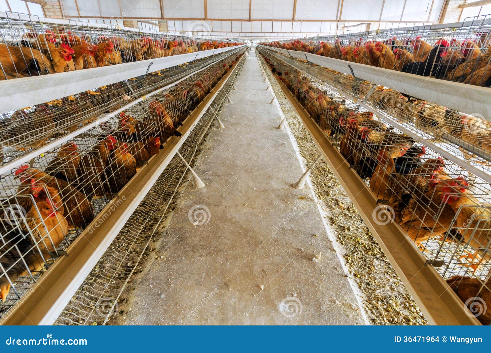 Chicken farm stock photo. Image of agriculture, industry - 36471964