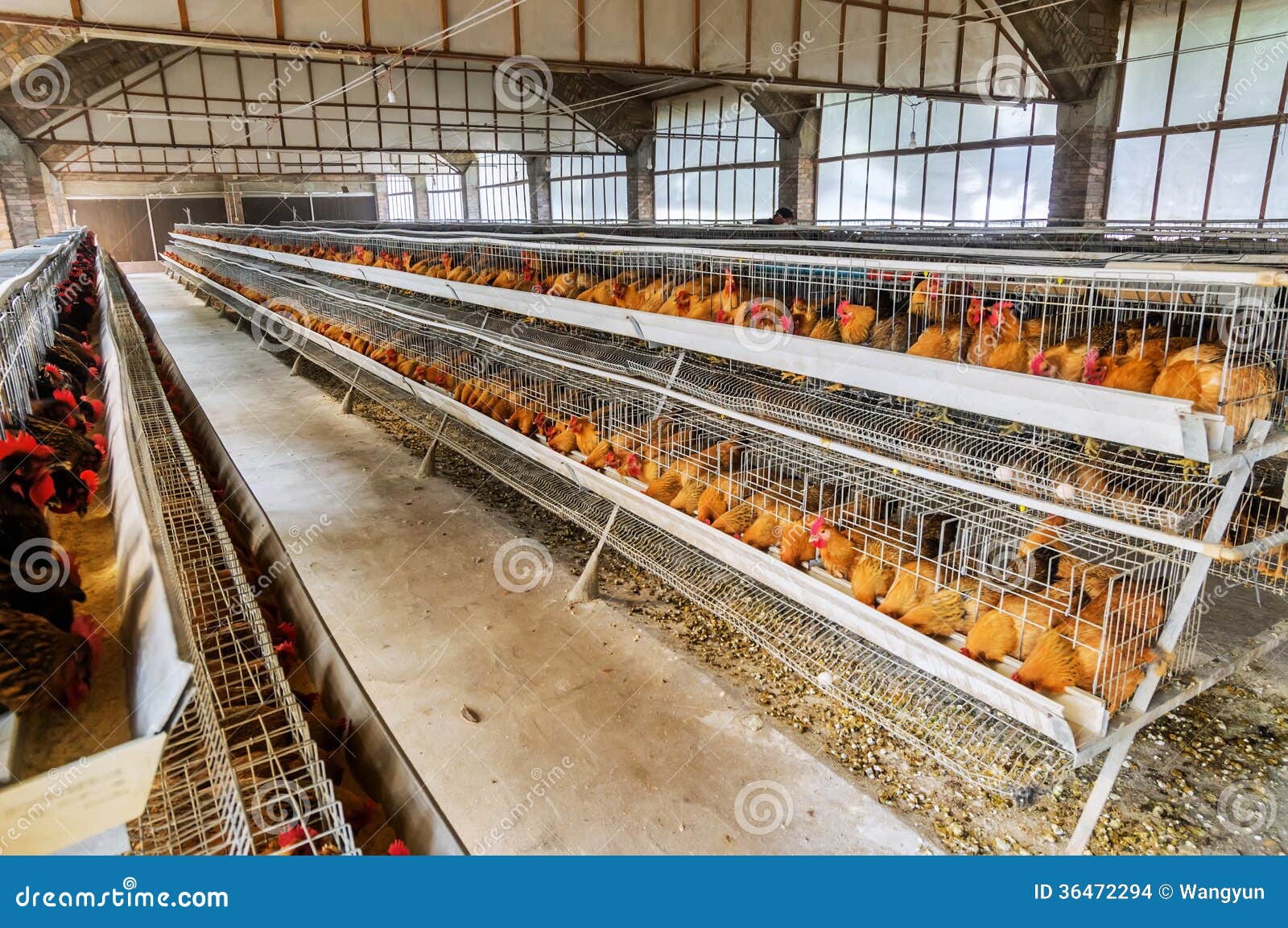 Chicken farm stock photo. Image of perspective, animal - 36472294