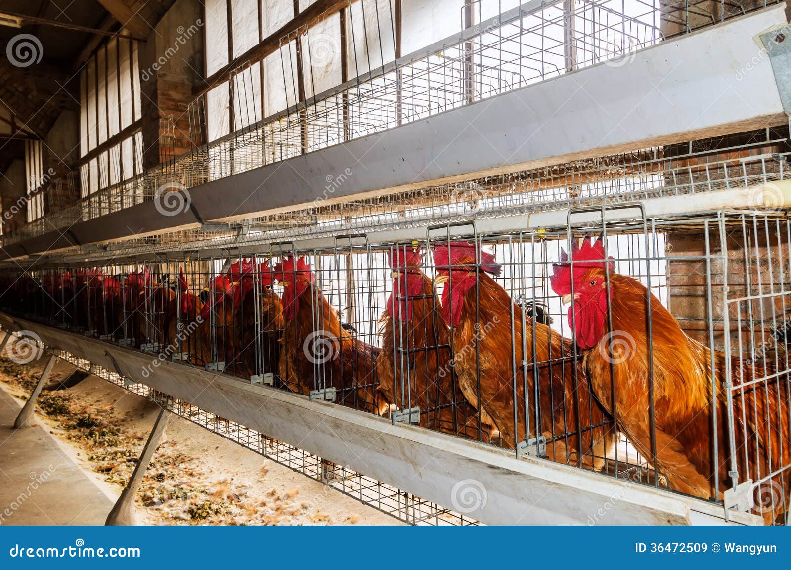 Chicken farm stock image. Image of perspective, production - 36472509