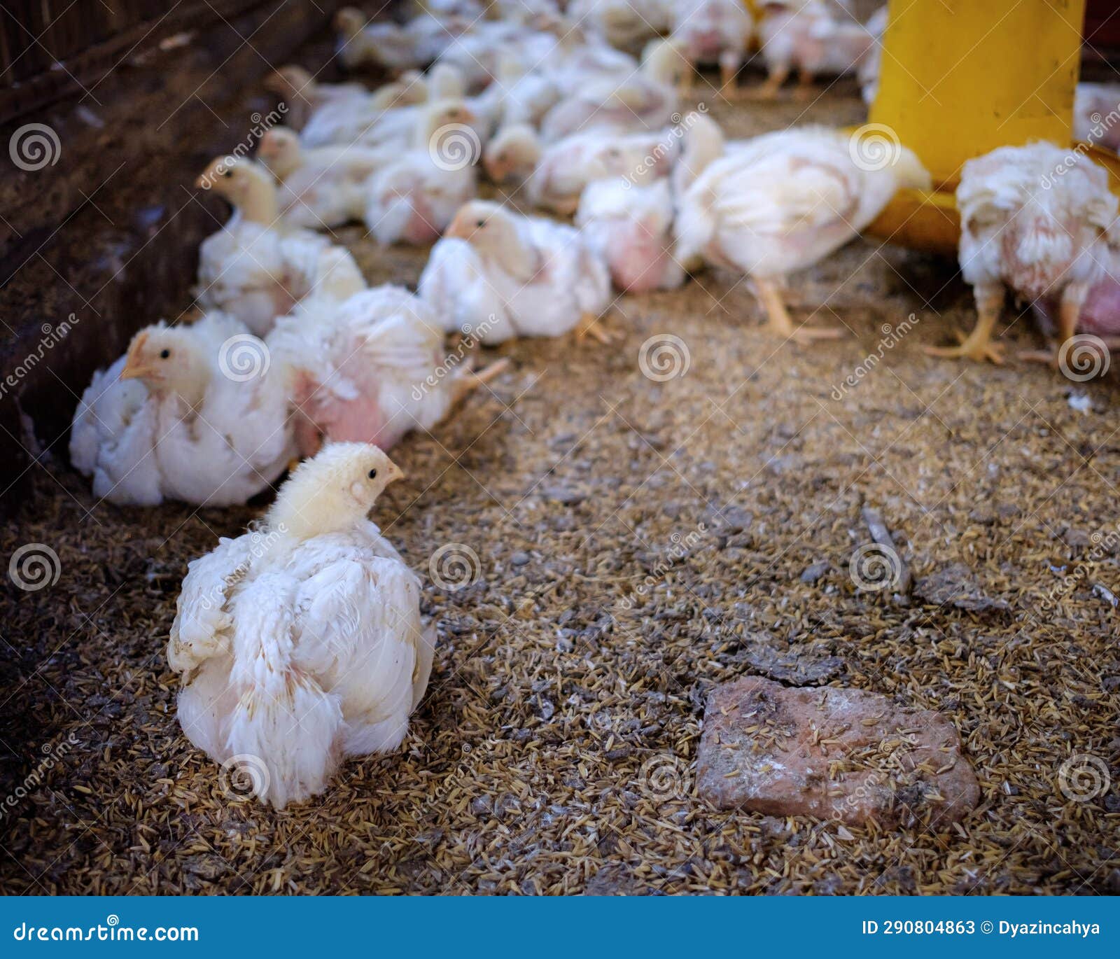 Chicken farm stock image. Image of agribusiness, beak - 290804863