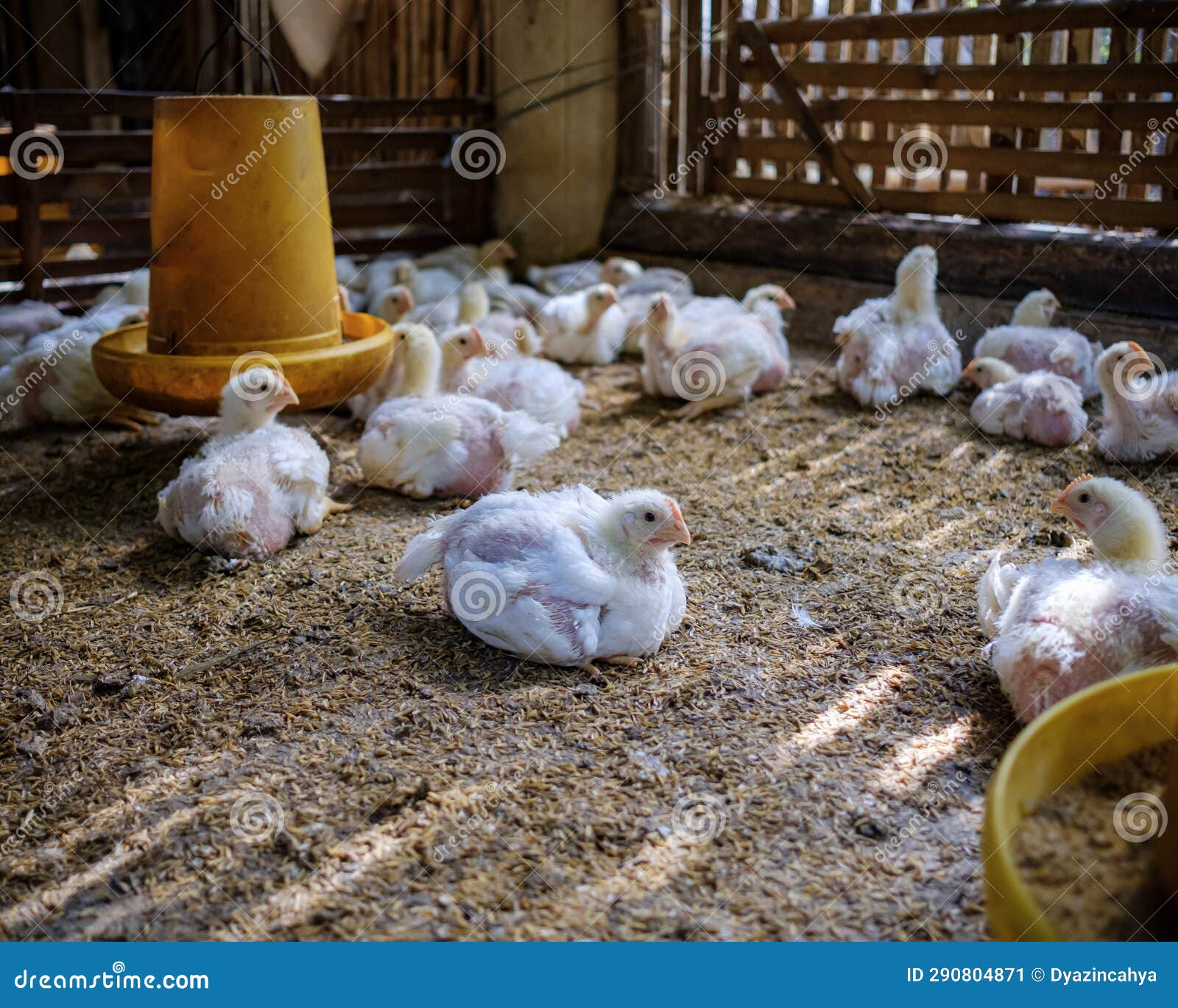 Chicken farm stock image. Image of animal, eating, business - 290804871