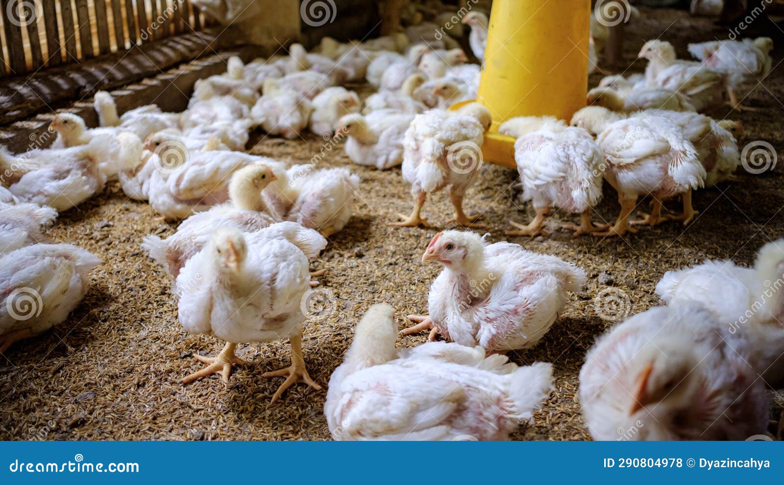 Chicken farm stock photo. Image of beak, duck, business - 290804978
