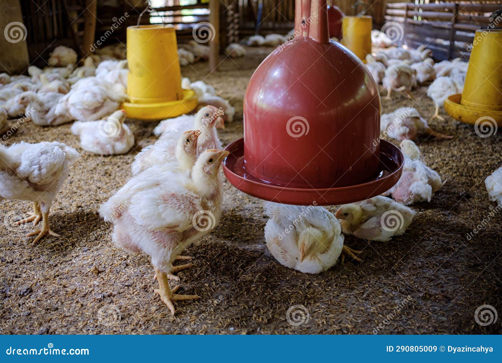 Chicken farm stock image. Image of barn, animal, eggs - 290805009