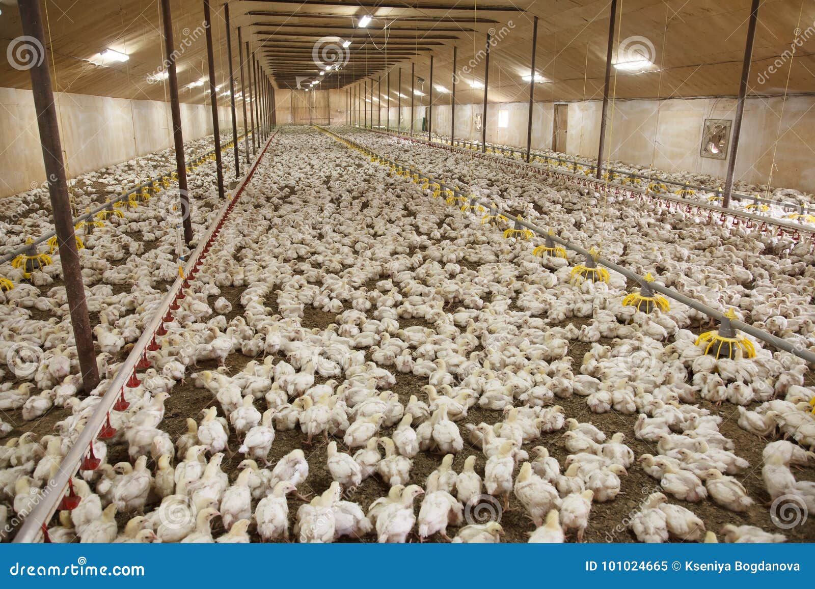 Chicken farm stock image. Image of farm, animals, poultry - 101024665