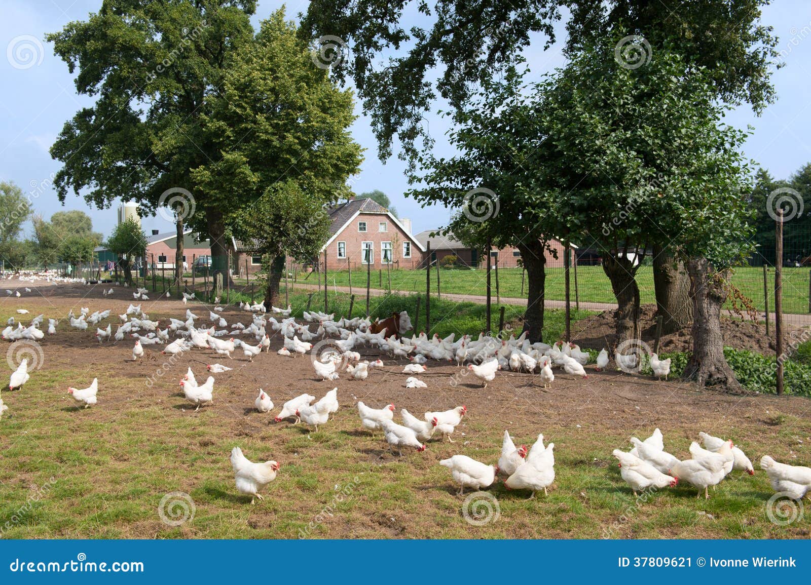 Chicken farm stock image. Image of white, field, walking - 37809621