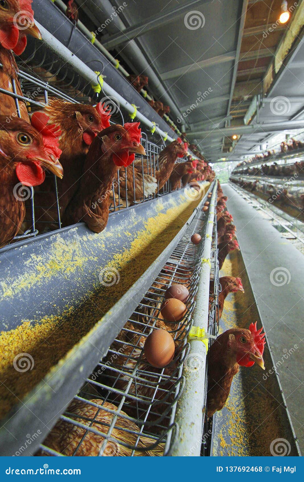 Chicken Farm, Chicken Poop, Chicken Egg Stock Photo - Image of farmer ...