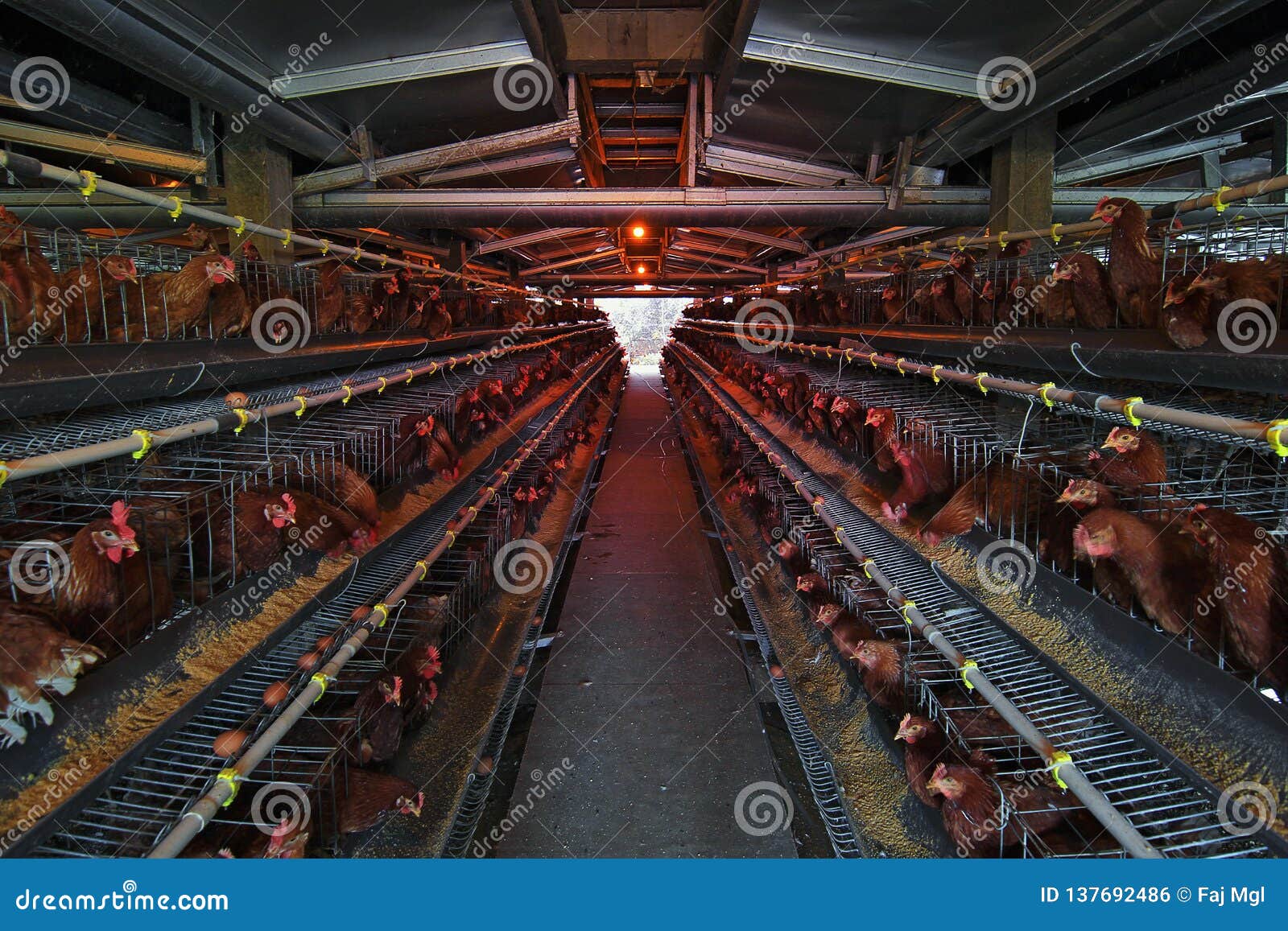 Chicken Farm, Chicken Poop, Chicken Egg Stock Photo - Image of poop ...