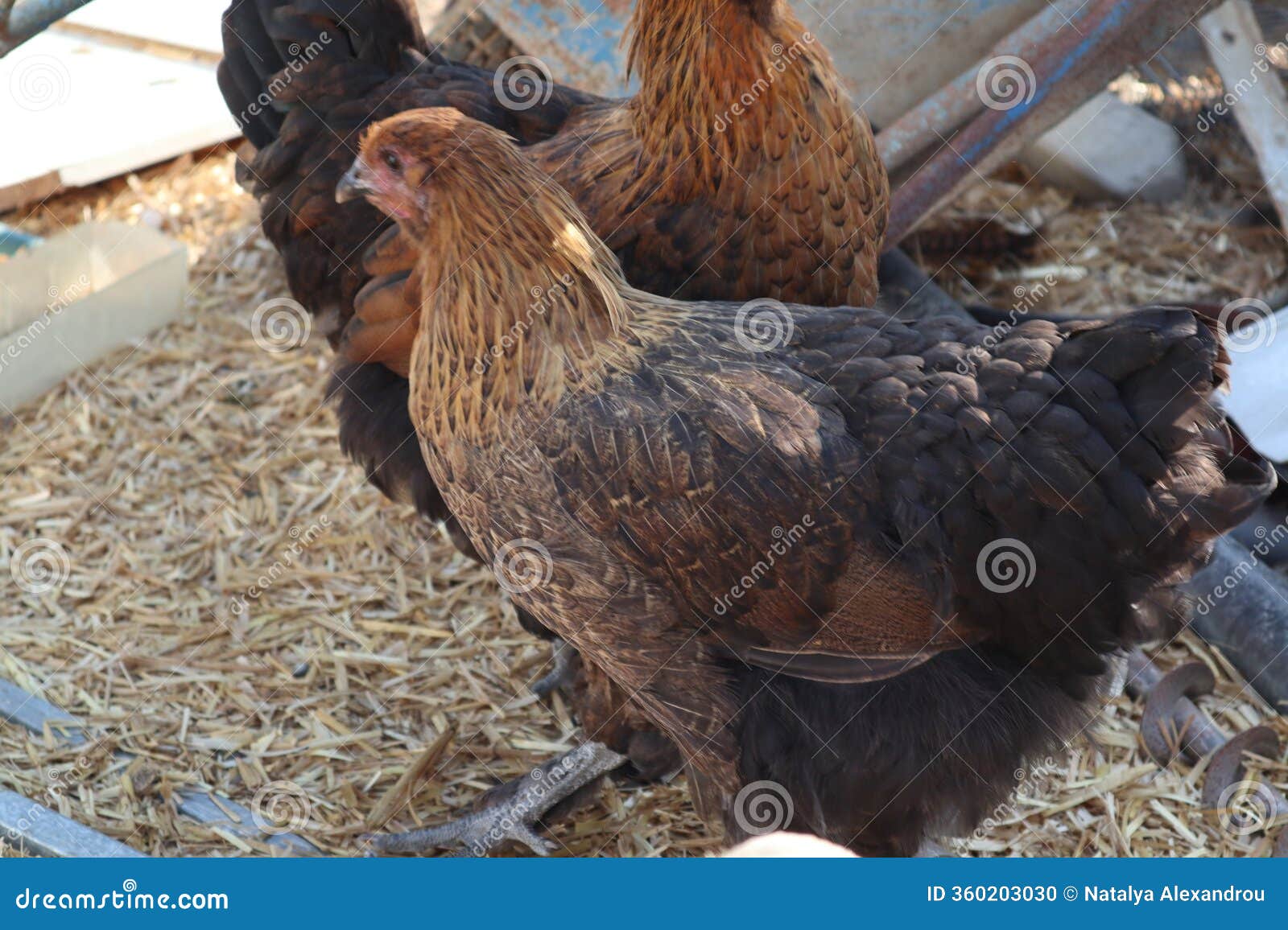 Chicken Farm, Poultry Farm, Birds Walking in the Yard. Stock Photo ...